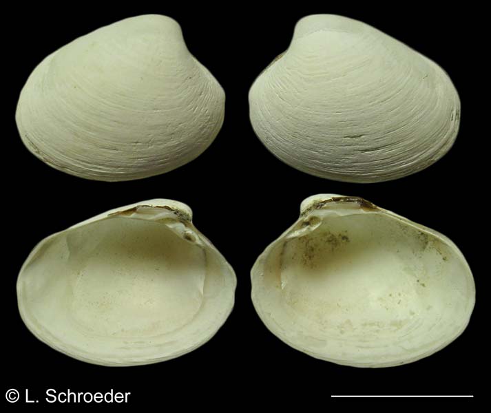 Bivalves - Trapezidae, Ungulinidae, Kelliellidae, Vesicomyidae